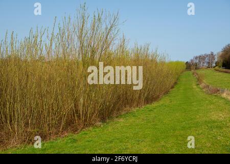 Densely planted coppiced willow being grown on a short rotation basis ...