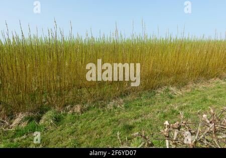 Densely planted coppiced willow being grown on a short rotation basis ...