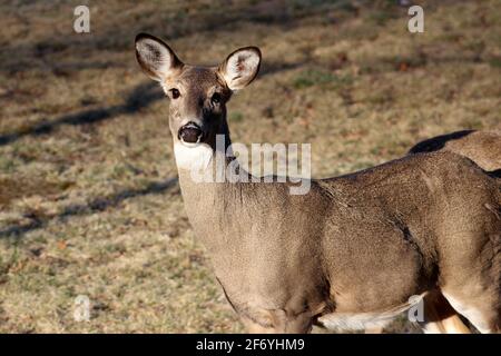 A pregnant whitetail deer doe, Odocoileus Virginianus, standing on the ...
