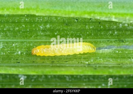 Caterpillar of leek moth or onion leaf miner Acrolepia assectella ...