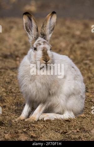 Whitetail Jackrabbit - Prairie Hare - White Jack - in the snow (Lepus ...