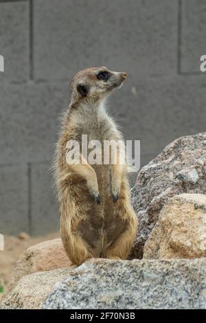 Luxus Lustig Erdmnnchen Sprche Bilder