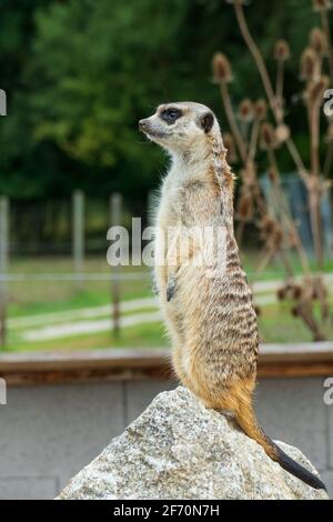 Luxus Lustig Erdmnnchen Sprche Bilder