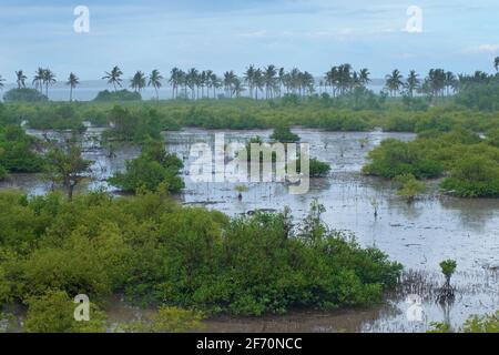 Mangroves, Balidbid lagoon, just north of Santa Fe, Bantayan island ...