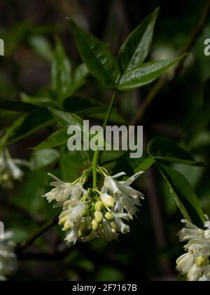 Colchis bladdernut, Bladdernut (Staphylea colchica), blooming Stock ...