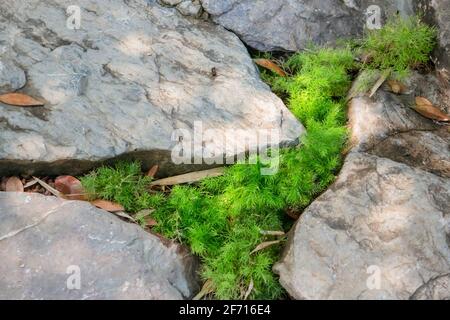 Beautiful stonegarden with streamside, stock photo Stock Photo - Alamy
