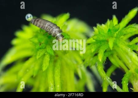 Marsh beetle larva (Scirtidae Stock Photo - Alamy