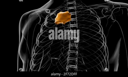 Human Skeleton Manubrium Anatomy 3D Illustration Stock Photo - Alamy
