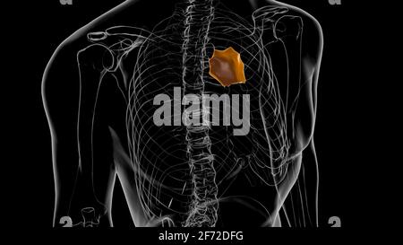 Human Skeleton Manubrium Anatomy 3D Illustration Stock Photo - Alamy