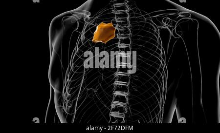 Human Skeleton Manubrium Anatomy 3D Illustration Stock Photo - Alamy