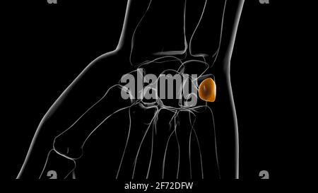 Human skeleton pisiform bone anatomy 3D illustration Stock Photo - Alamy