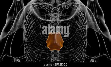 Human Skeleton Manubrium Anatomy 3D Illustration Stock Photo - Alamy