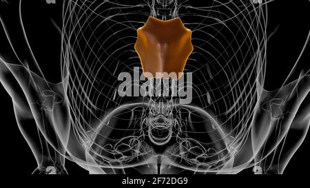 Human Skeleton Manubrium Anatomy 3D Illustration Stock Photo - Alamy