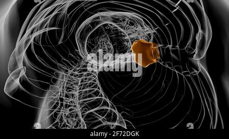 Human Skeleton Manubrium Anatomy 3D Illustration Stock Photo - Alamy