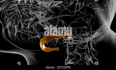 Human hyoid bone Stock Photo - Alamy