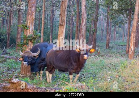 A Gaur (Indian Bison) photographed in Nagarhole National Park ...