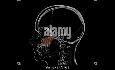 Human Skeleton Vomer bone Anatomy 3D Illustration Stock Photo - Alamy