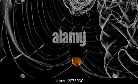 Human Skeleton Xiphoid process Anatomy 3D Illustration Stock Photo - Alamy