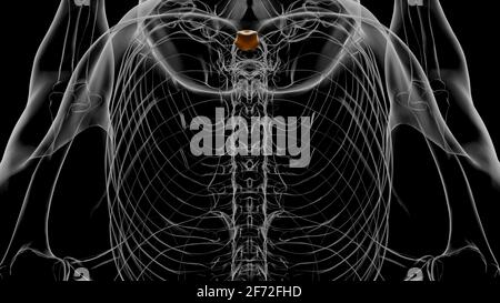 Human Skeleton Xiphoid process Anatomy 3D Illustration Stock Photo - Alamy