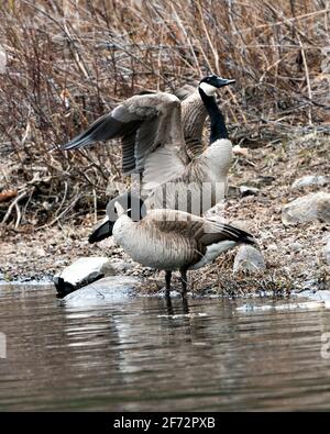 Canadian Geese couple with their wings spread in the water displaying ...