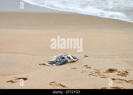 Sick Fish dead eating plastic rubber glove on contaminated sea habitat ...