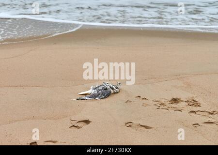 Sick Fish dead eating plastic rubber glove on contaminated sea habitat ...
