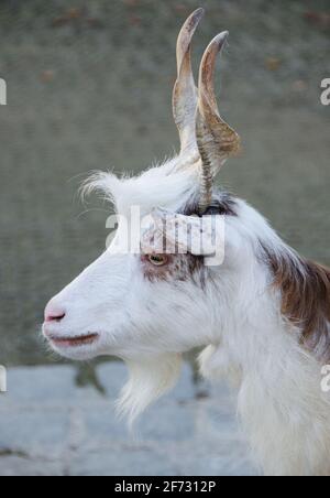 Close up portrait of goats. Concepts of beauty domestic animals. Goats ...