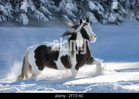 Pied Tinker mare running in deep snow, Austria Stock Photo - Alamy