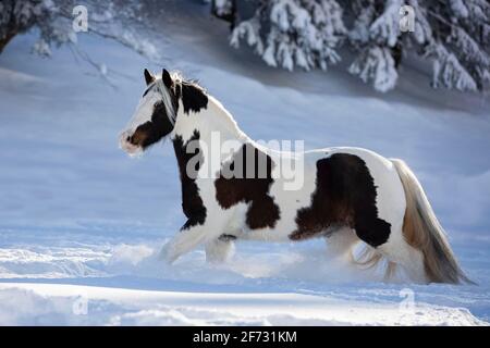 Pied Tinker mare running in deep snow, Austria Stock Photo - Alamy