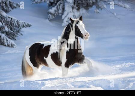 Pied Tinker mare running in deep snow, Austria Stock Photo - Alamy