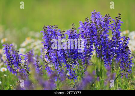 Meadow Clary (Salvia pratensis), Labiates (Lamiaceae), medicinal plant ...