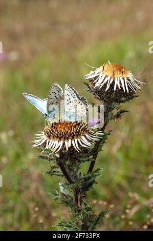 Gossamer winged butterflies (Lycaenidae), on (scabiosa Stock Photo - Alamy