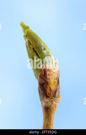 Black poplar (Populus nigra), bud Stock Photo - Alamy
