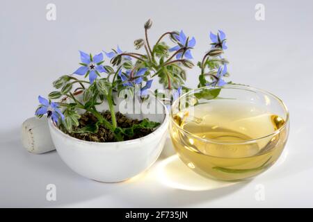 Borage, cup of borage tea, cucumber herb (Borago officinalis), mortar ...