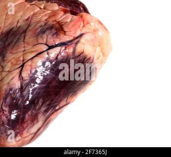 raw meat, beef heart, blood vessels and arteries close-up, heart ...