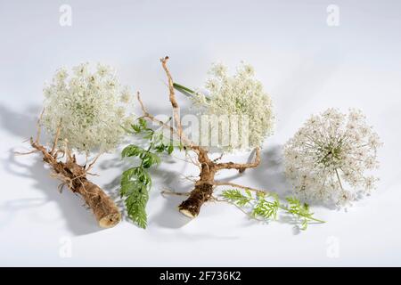 Wild carrot (Daucus carota), root Stock Photo - Alamy