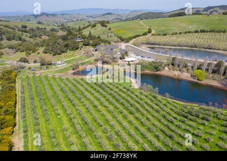McEvoy Ranch, Winery and Olive farm, Petaluma, California, USA Stock ...