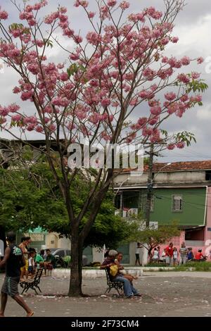 Ipe tree, Salvador, Bahia, Brazil Stock Photo - Alamy