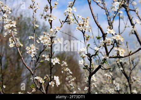 Springtime beginning in March at surroundings of Zagreb, Croatia Stock ...