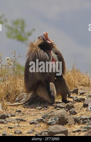 Gelada (Theropithecus gelada) adult male yawning with lip flip Debre ...