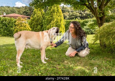 Mature woman with cute Labrador dog taking selfie in living room Stock ...
