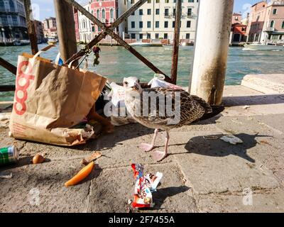 Garbage in the water, pollution, Venice, Venetia, Italy, Europe Stock ...