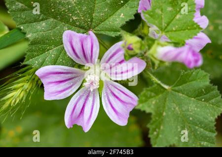 Malva flower is a genus in the family Malvaceae. English name mallow ...