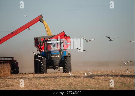 Combine dumping grain Stock Photo - Alamy