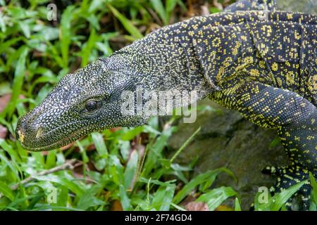 The Crocodile monitor (Varanus salvadorii) is the longest lizard ...