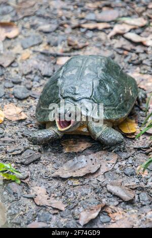 Spiny turtle (Heosemys spinosa Stock Photo - Alamy