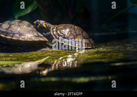 A baby yellow-spotted Amazon river turtle(Podocnemis unifilis). One of ...