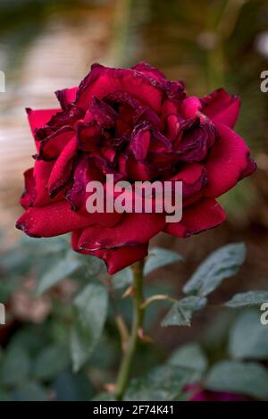 Fully bloomed rose in the garden Stock Photo - Alamy