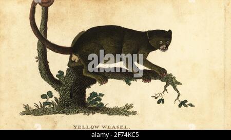 Kinkajou, Potos flavus. Yellow weasel or yellow maucauco, Lemur potto ...