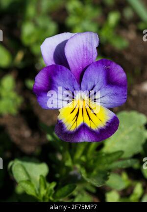 VIOLA family Violaceae Stock Photo - Alamy